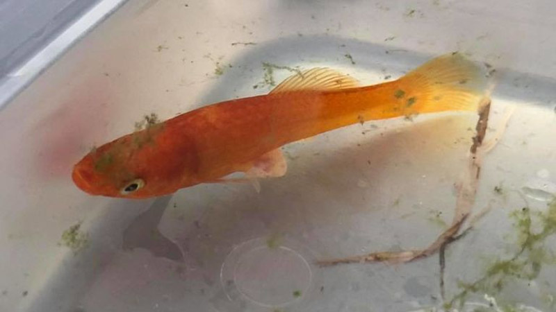 1 ગ્રામની માછલીને થયું ટ્યૂમર તો માલિકે આટલા રૂપિયા ખર્ચ કરીને કરાવ્યું ...