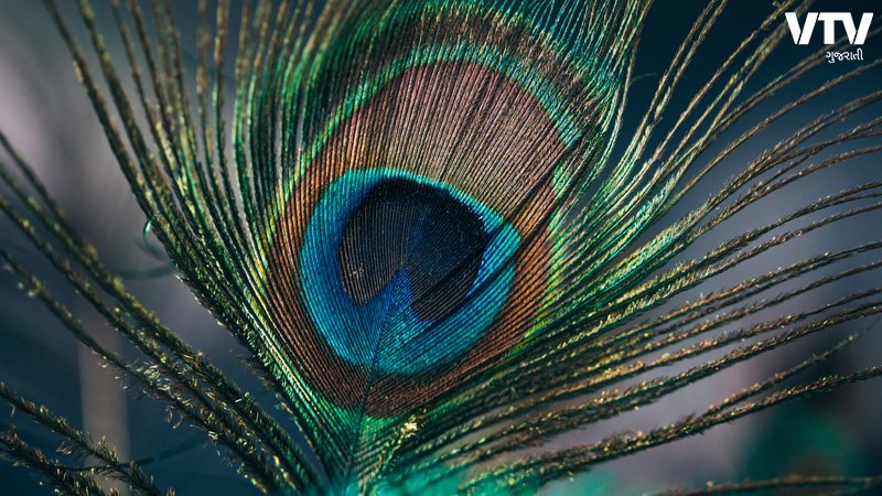 ઘરમાં આ રીતે મોરપીંછ રાખવાથી ખુલી જાય છે કિસ્મત, જાણૉ તેના નિયમ ...