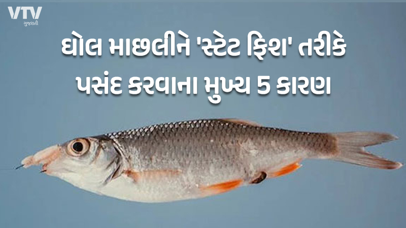 Gujarat Government declared Ghol Fish as a state fish of Gujarat, know ...