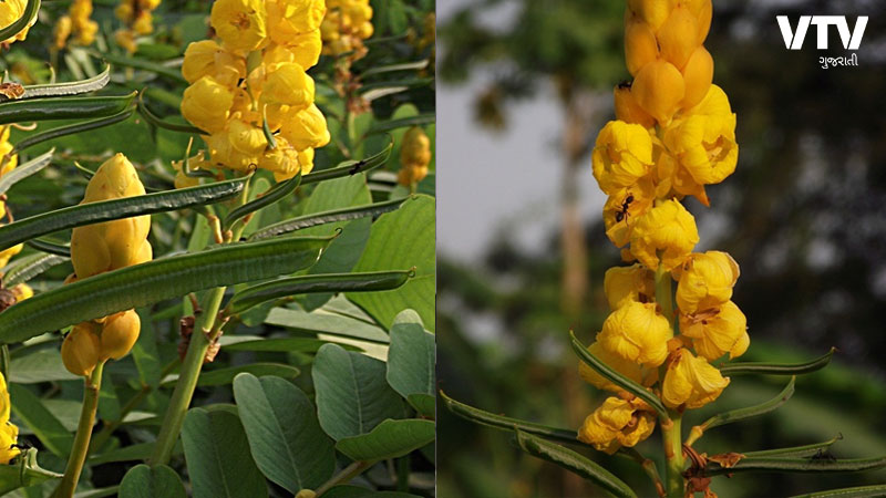 સવારમાં ઉઠતાવેંત જ આ છોડના પત્તા ચાવી લો, દૂર થશે કેન્સર સહિતની 5 મોટી ...