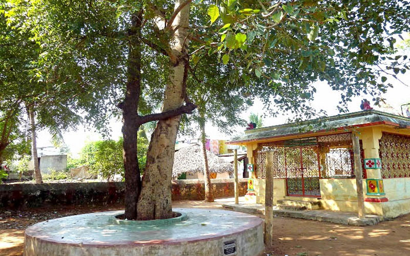 ઘરના પાસેના છોડ-ઝાડ આપે છે શુભ-અશુભ ફળ, જાણો અહીં | vastu and tree ...