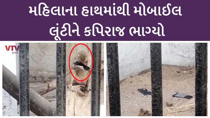 વડોદરાના કમાટી બાગમાં કપિરાજે કરી મોબાઈલ સ્નેચિંગ, ઘટનાનો VIDEO આવ્યો ...